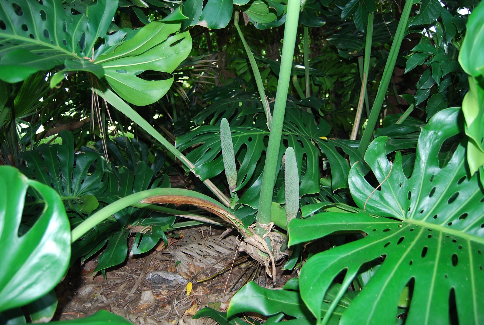 Helen A. Lockey: My Monstera deliciosa experience, South Florida style