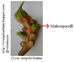 Menimba Ilmu Sepanjang Hayat: LAPORAN PRAKTIKUM BOTANI PHANEROGAMAE ...