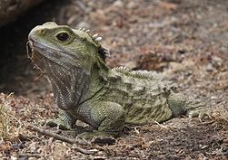 Reptile: About Animals Reptile's