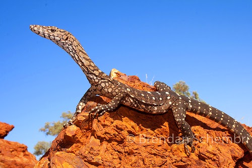 Jenis - jenis atau Macam - macam Varanidae / Varanus / Varanatic ...