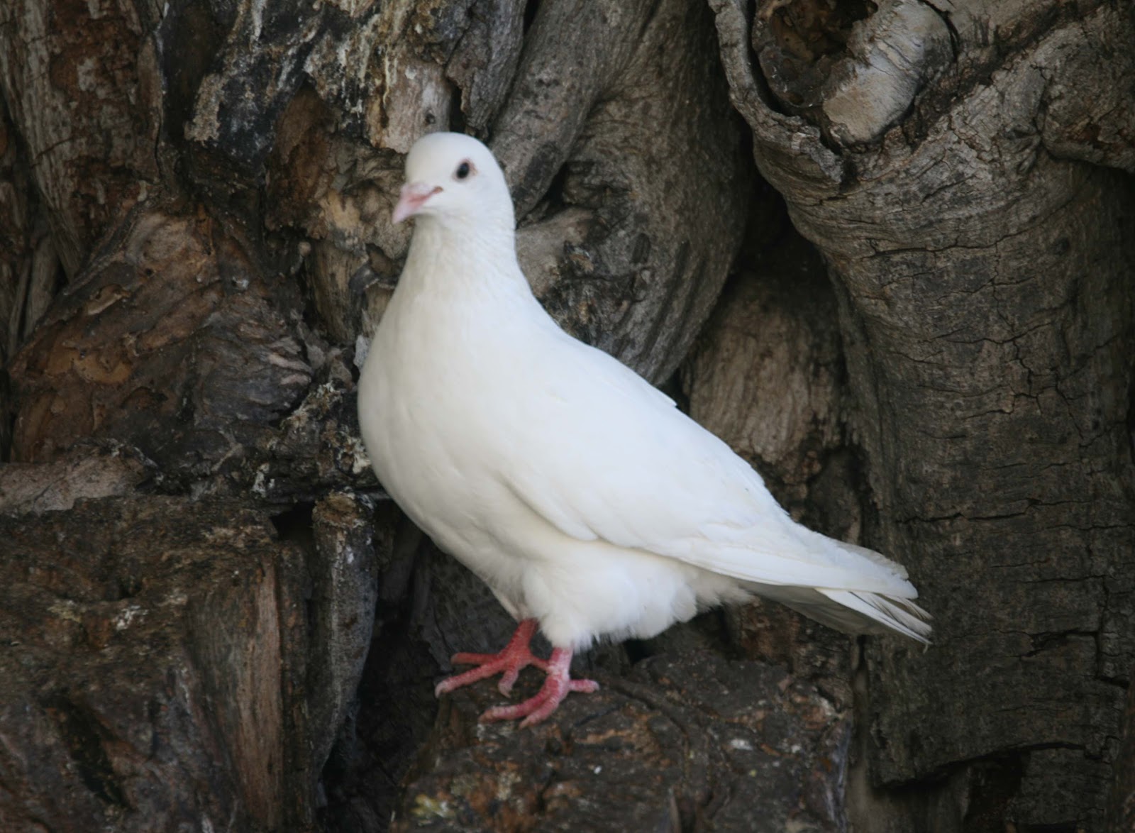 Our Beautiful World: White Dove