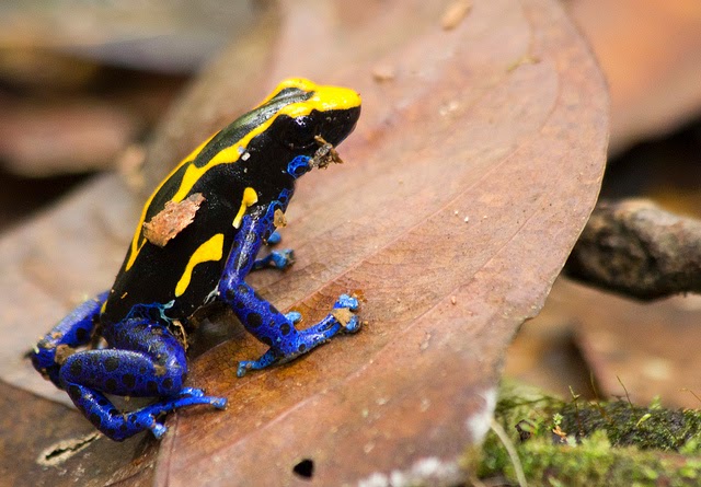 Dendroland: Dendrobates Tinctorius, sus morphos y variedades de color.