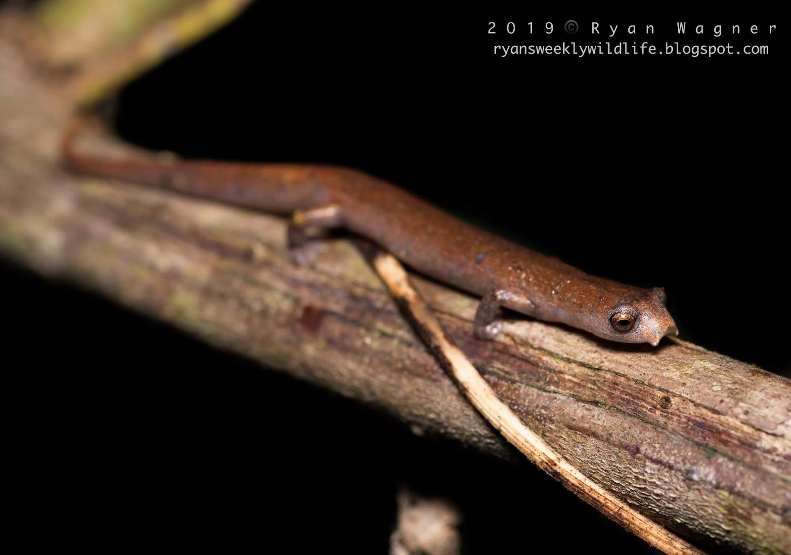 Field Life: Overwhelmed with Frogs