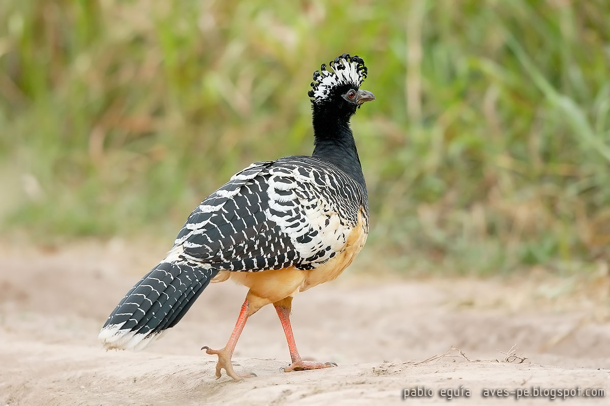 mis fotos de aves: Crax fasciolata Muitú Bare-faced Curassow