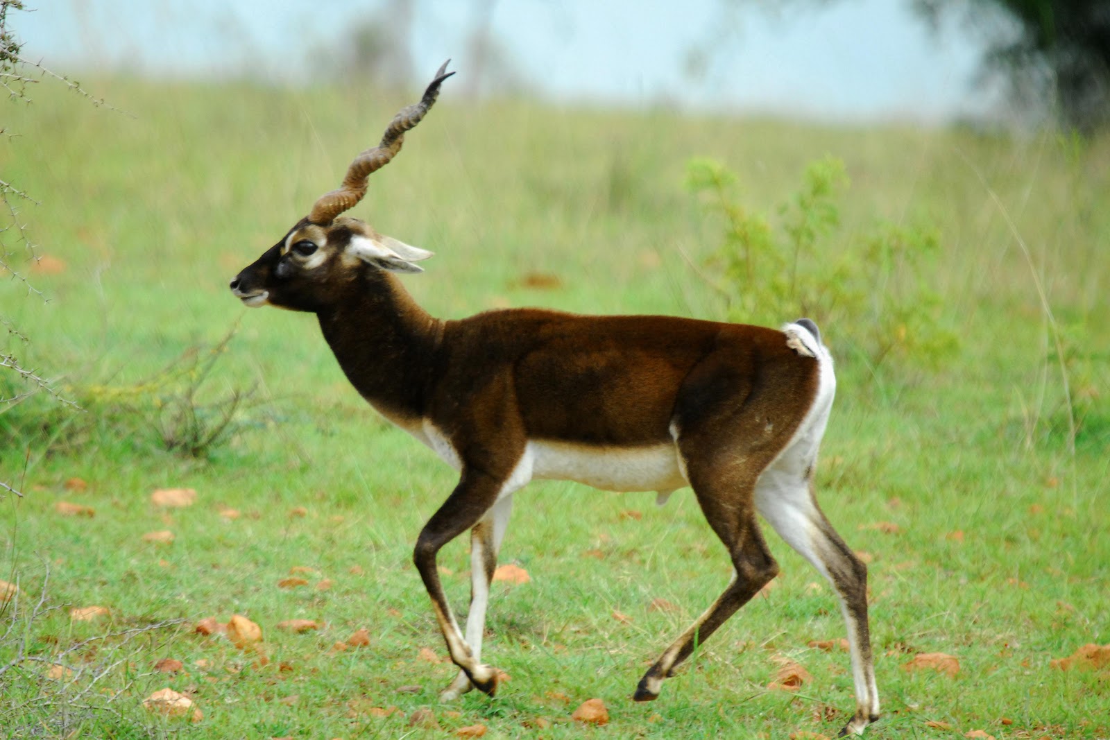 VISWANATH S: Jayamangali (Maidenahalli) Blackbuck Sanctuary