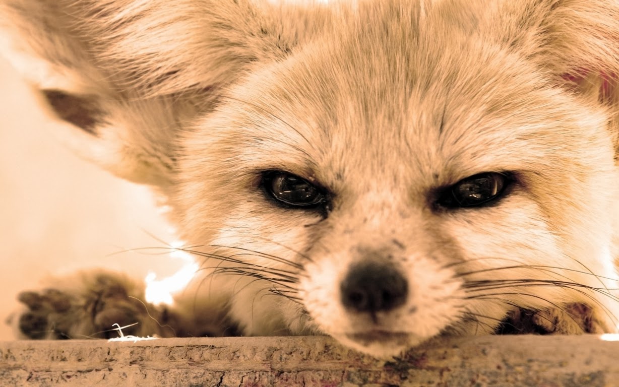 THE CUNNING FENNEC FOX: The Saker and the Cunning Fennec Fox, As Promised