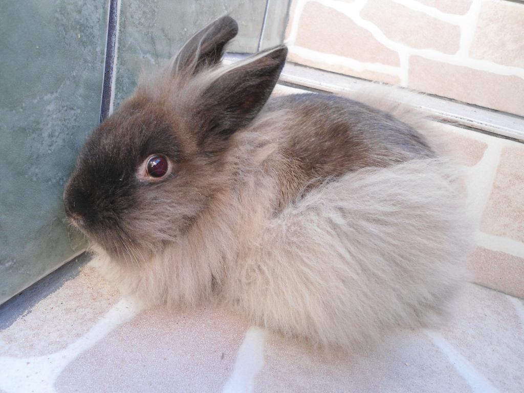 Mini Coelhos Baby: Linda