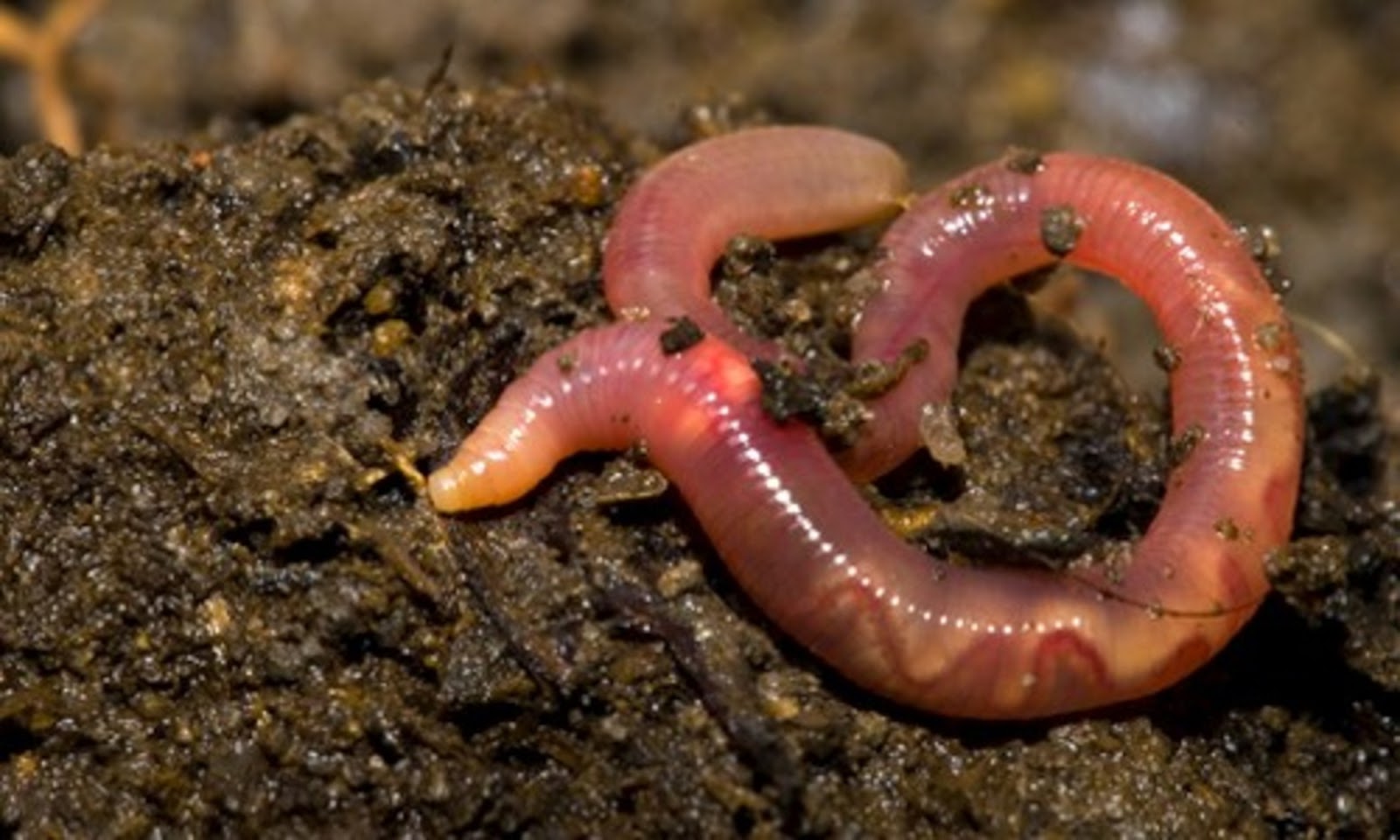 Phylum Annelida ~ Zoology-NETWORK Phylum Annelida ~ Zoology-NETWORK
