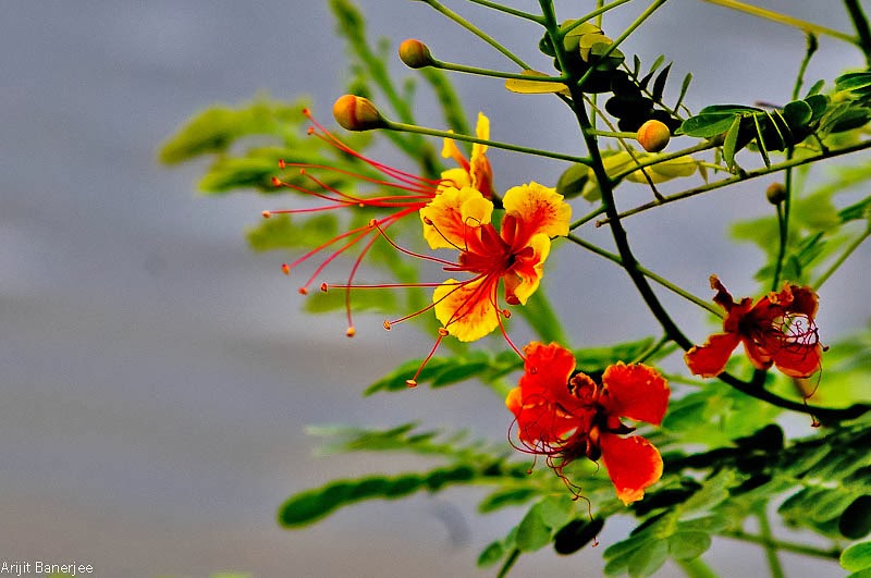 Wallpaper Collection: Falgun....The Spring Season