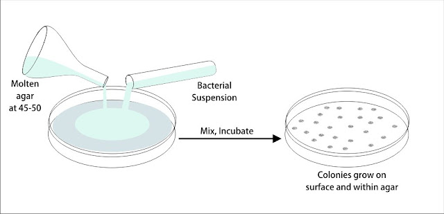 Enumeration Techniques of Bacteria in Microbiology | NaturalGreen