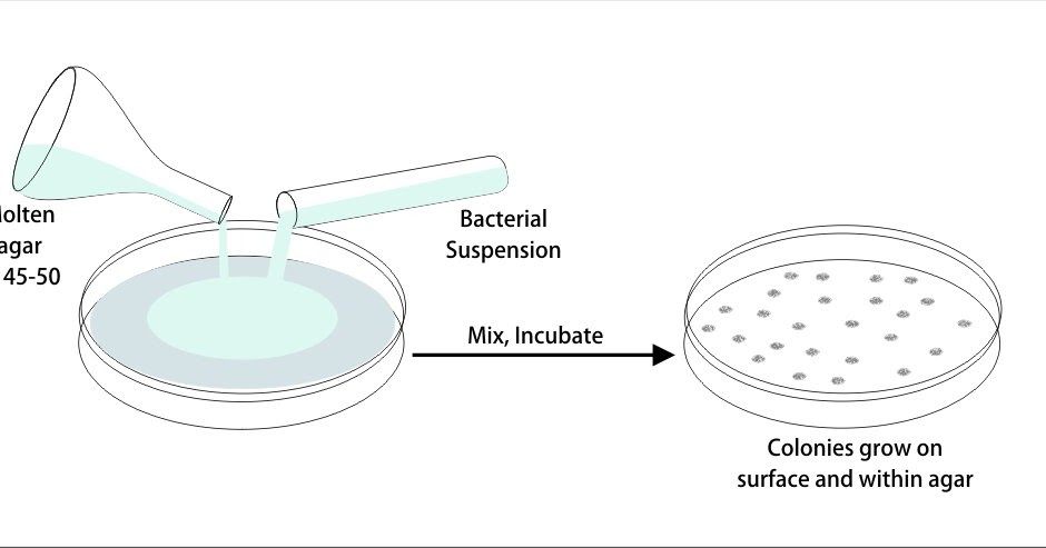 Enumeration Techniques of Bacteria in Microbiology | NaturalGreen