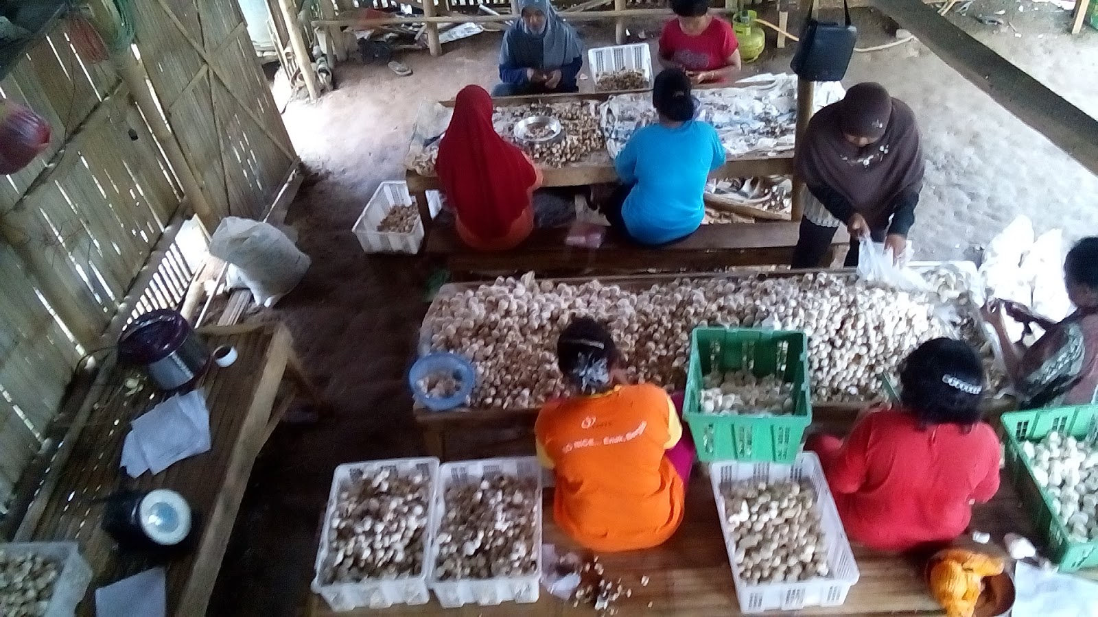 LINTANG JAMUR INDUSTRY: BUDIDAYA JAMUR MERANG MEDIA SAWIT (TANGKOS)