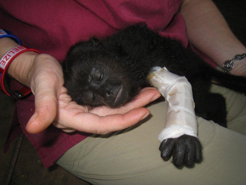 Wildlife Conservation and Medicine in Belize: Injured Howler Monkey ...