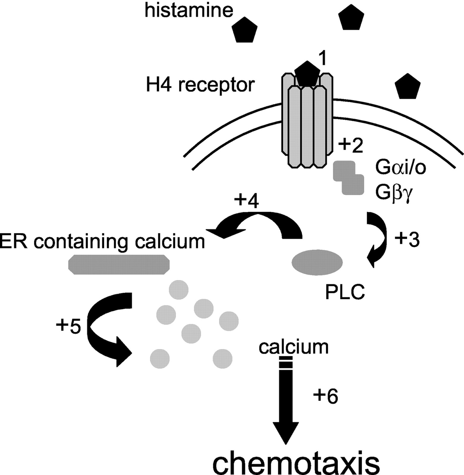 Biomed&Informatics: Knowledge: Immunology basics.....