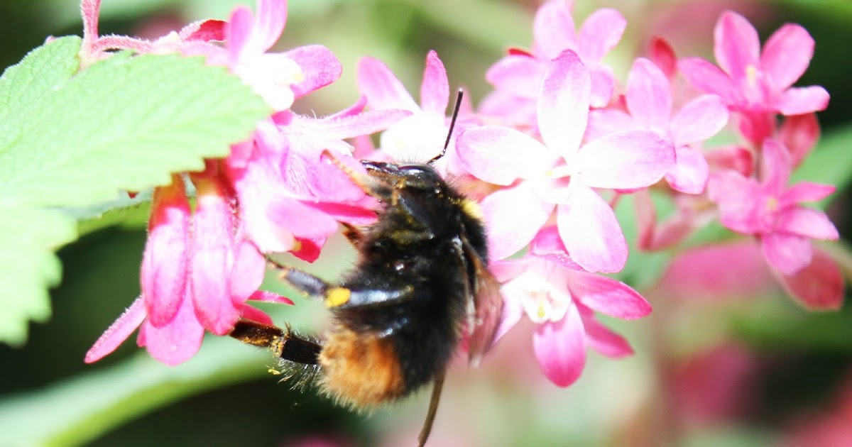 Natuurfotografie-Anita's-Art: Weidehommel (Bombus pratorum) in mijn tuin