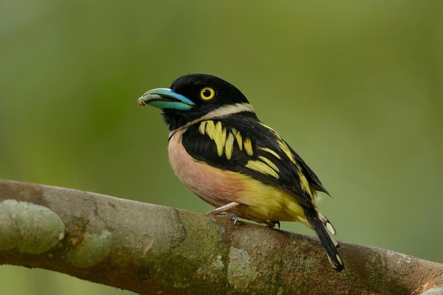 The colourful birds of Fraser's Hill