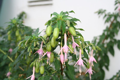 Fuchsia - fruit comestible