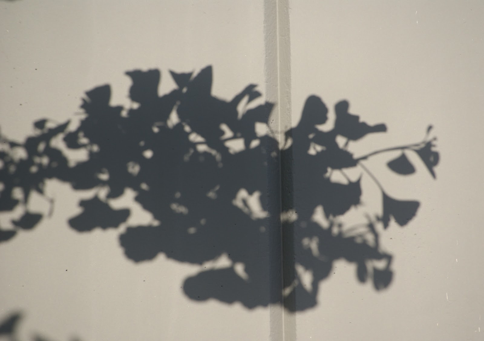 A photo, A thought............: Creativity: Plant shadow photography