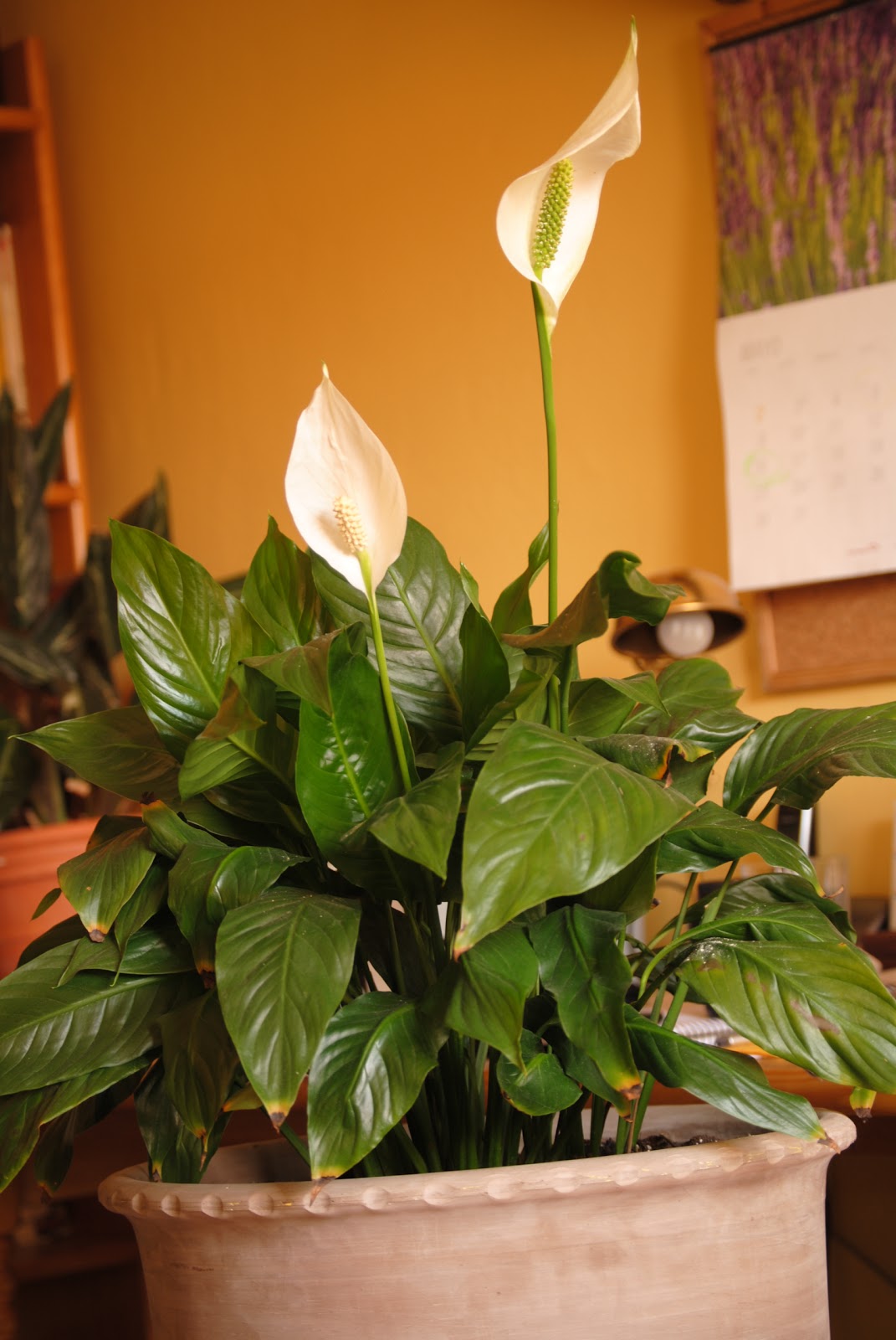 plantas: ESPATIFILO (Spathiphyllum Wallisii)