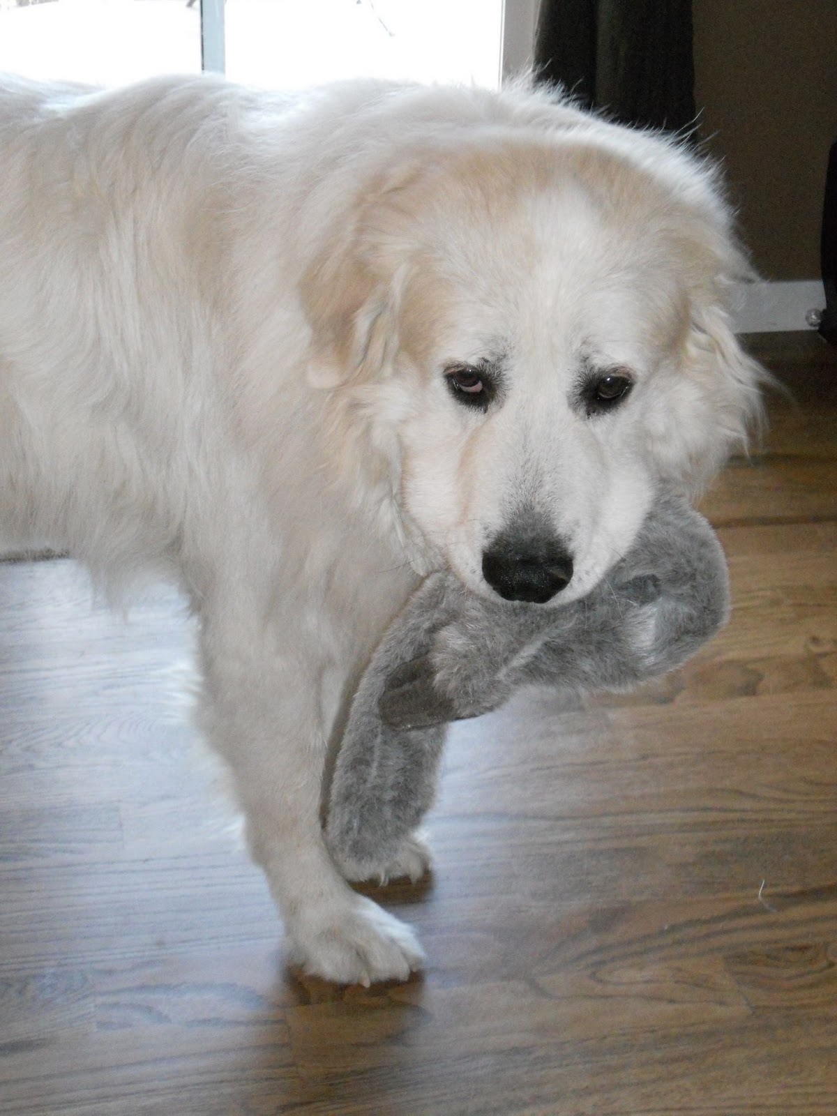 Colorado Great Pyrenees Rescue Community: 2008 Rescues