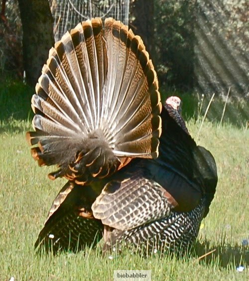 biobabbler: Saw first-of-the-year turkey wooing at our house this a.m.!