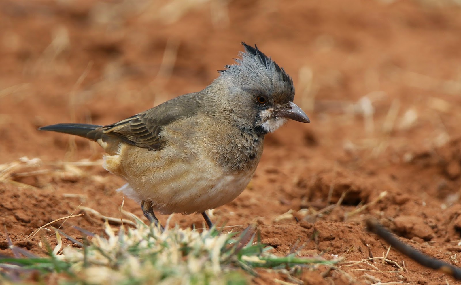Richard Waring's Birds of Australia: Black Falcon, Bourke's Parrot and ...