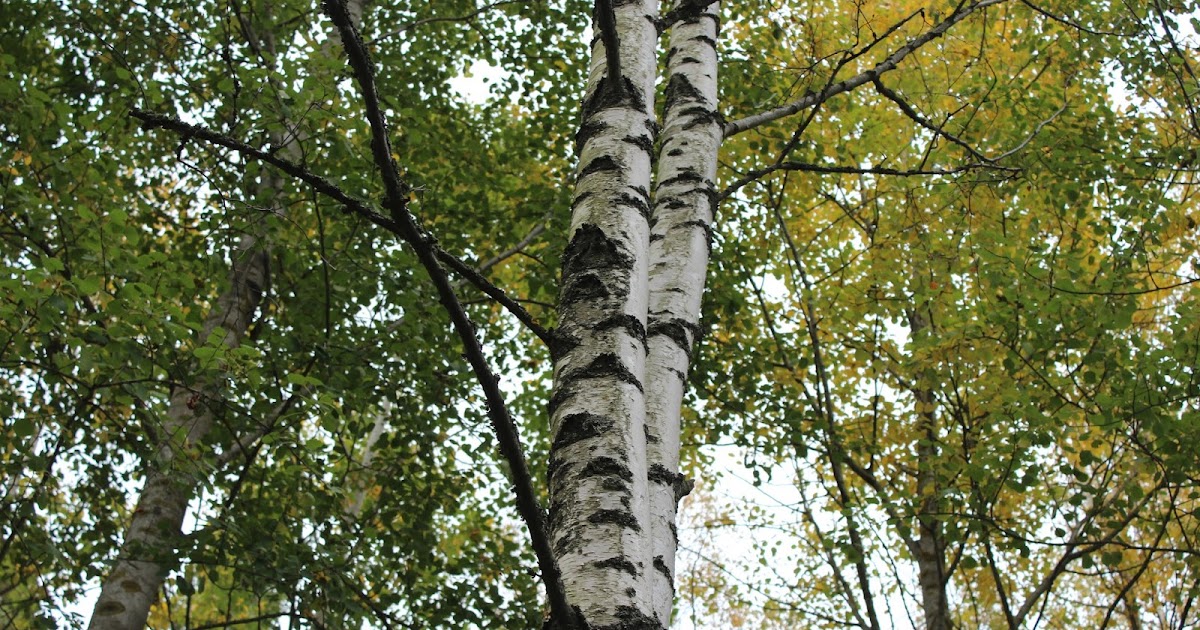 Marian kasvio: #6 Rauduskoivu