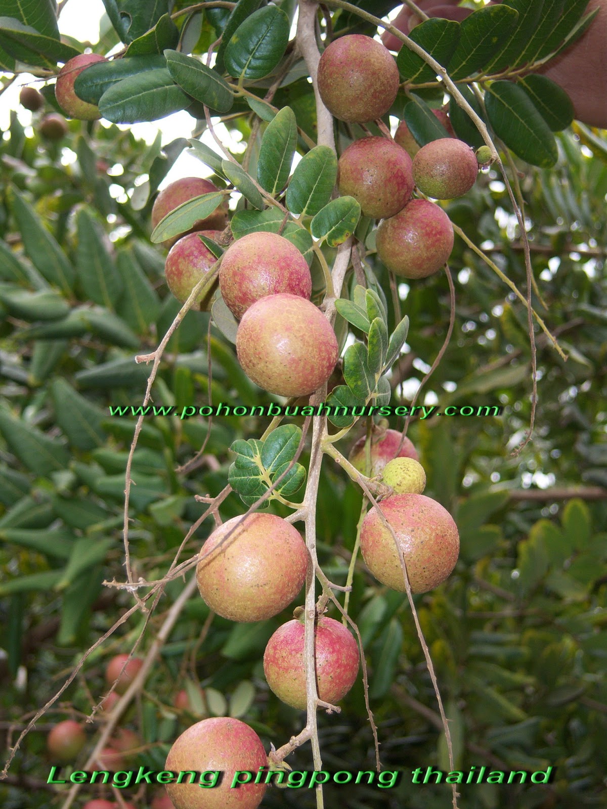 PBN: lengkeng Pingpong (thailand)