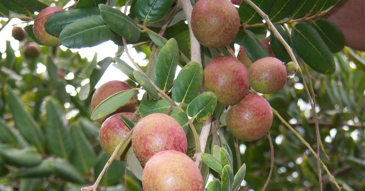 PBN: lengkeng Pingpong (thailand)