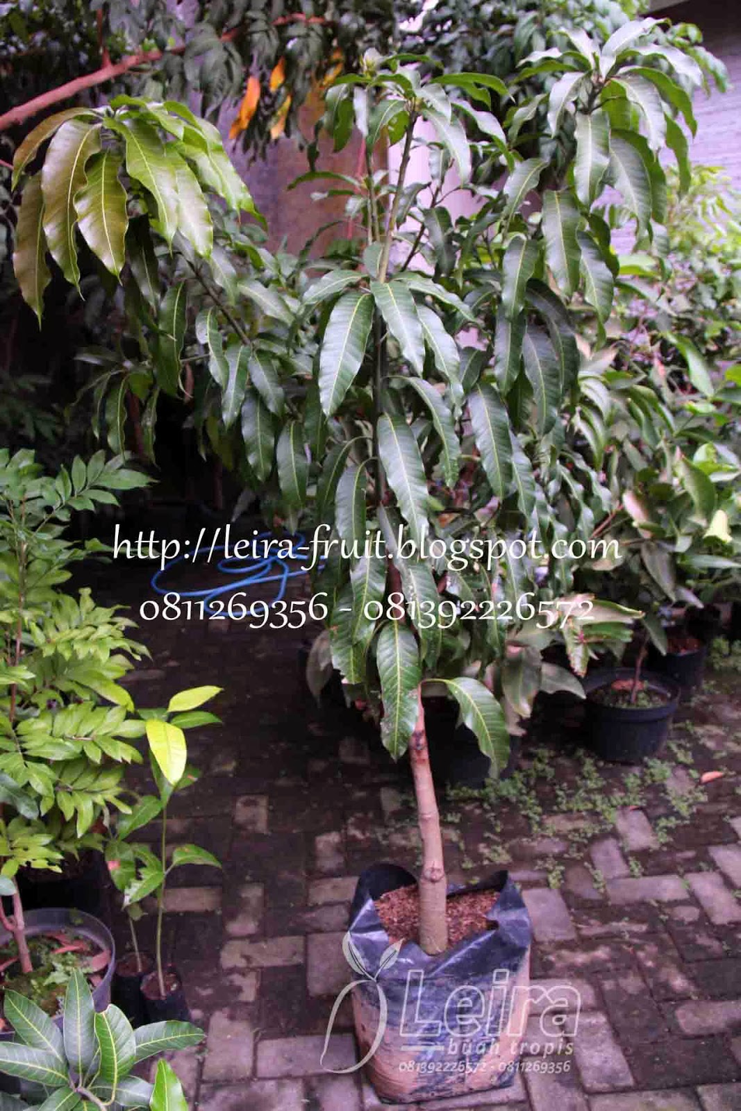 Mangga Kombinasi : Satu Tanaman Beragam Varietas ~ Leira Buah Tropis