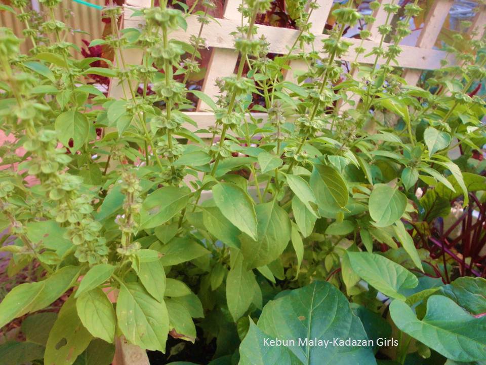 Kebun Bahagia Bersama: Lemon Basil
