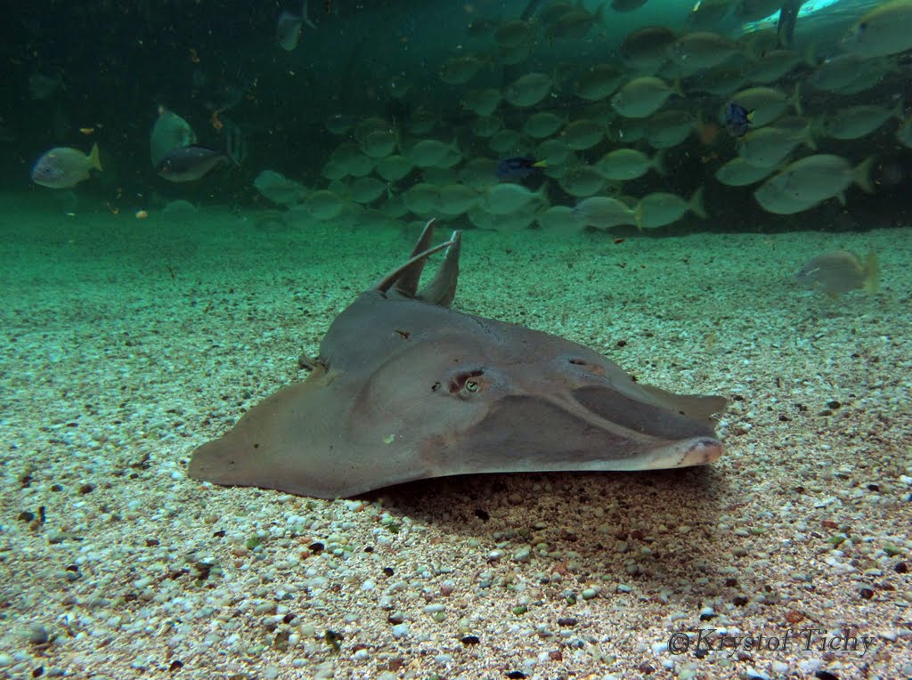 AQUATICHYK: GIANT SHOVELNOSE RAY / Glaucostegus typus