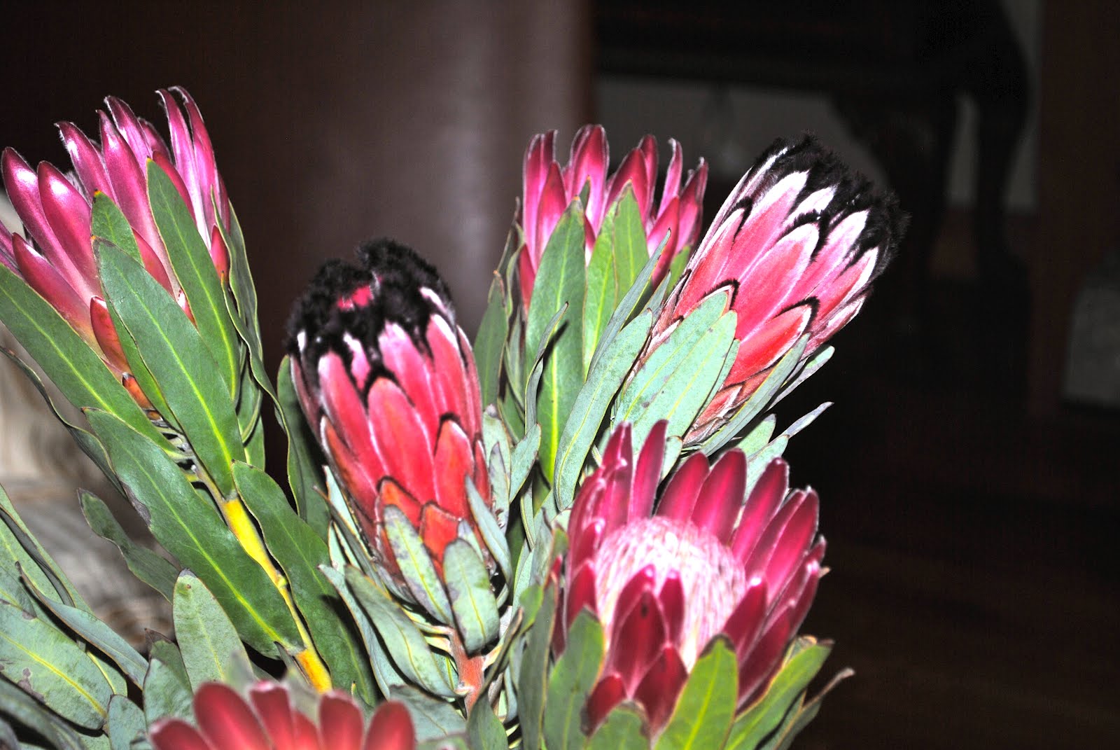 Home on the Range: PROTEA
