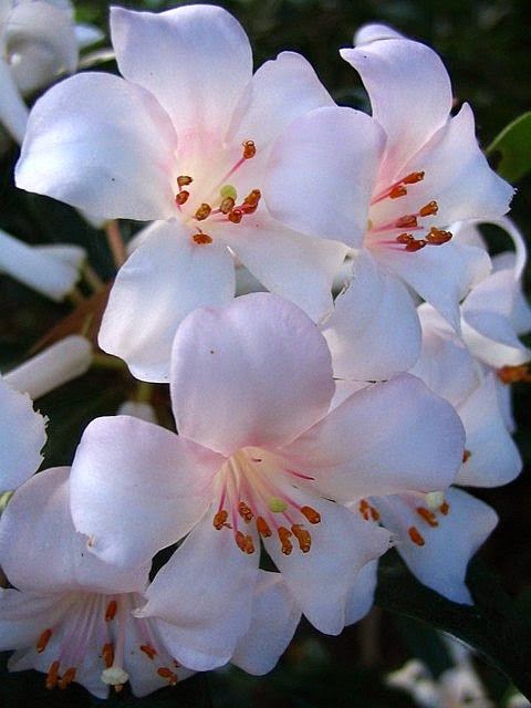 Pretty, White, And Light Pink Flowers! ~ Photos Hub