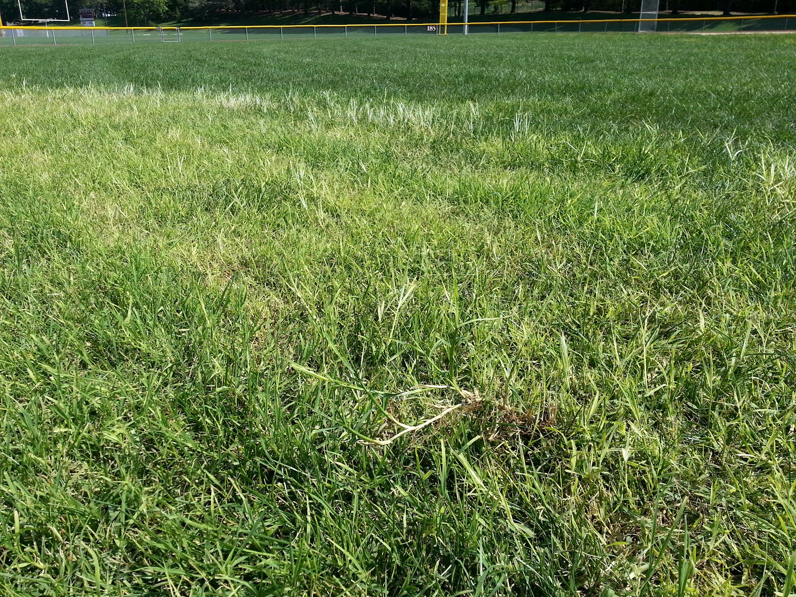 iaTURF: MORE BERMUDAGRASS IN IOWA