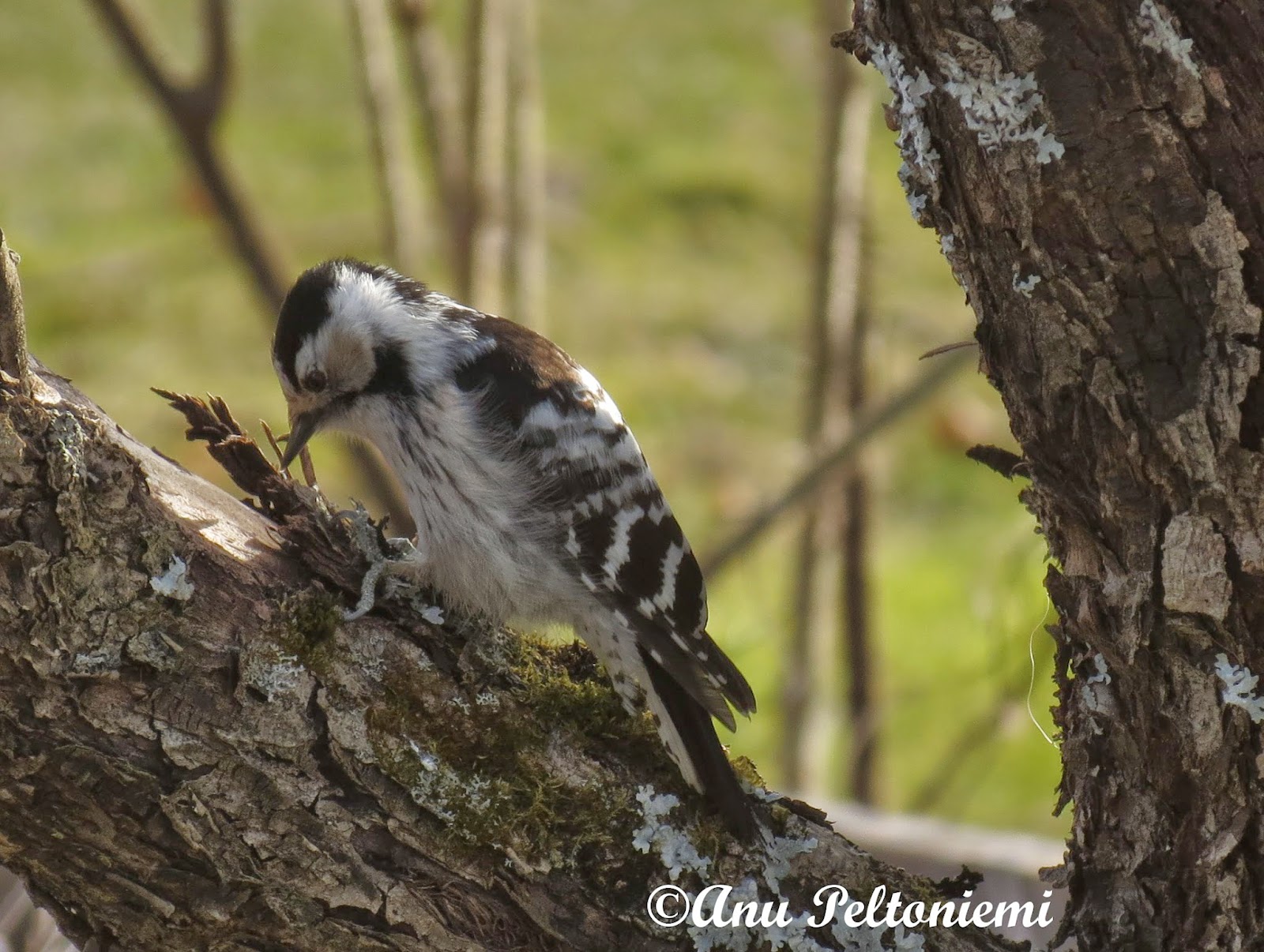 Lintuilua - Birding: Pikkutikka