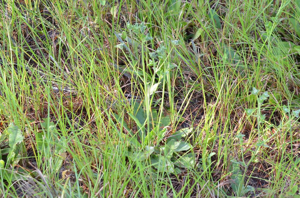 Space Coast Wildflowers: Summer in Tosohatchee, August 3, 2012