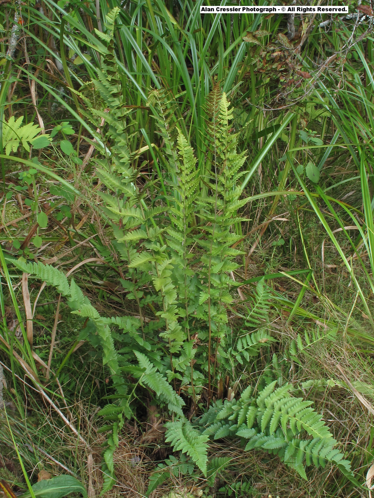 The High Knob Landform: Flora 3: Ferns of The High Knob Landform