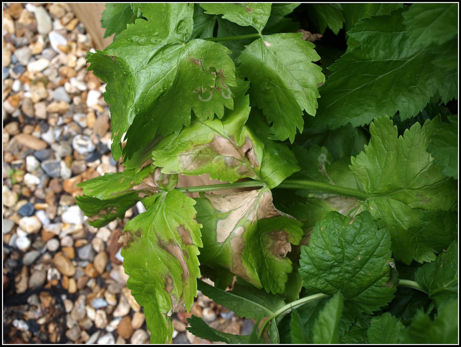 Mark's Veg Plot: More pests and diseases