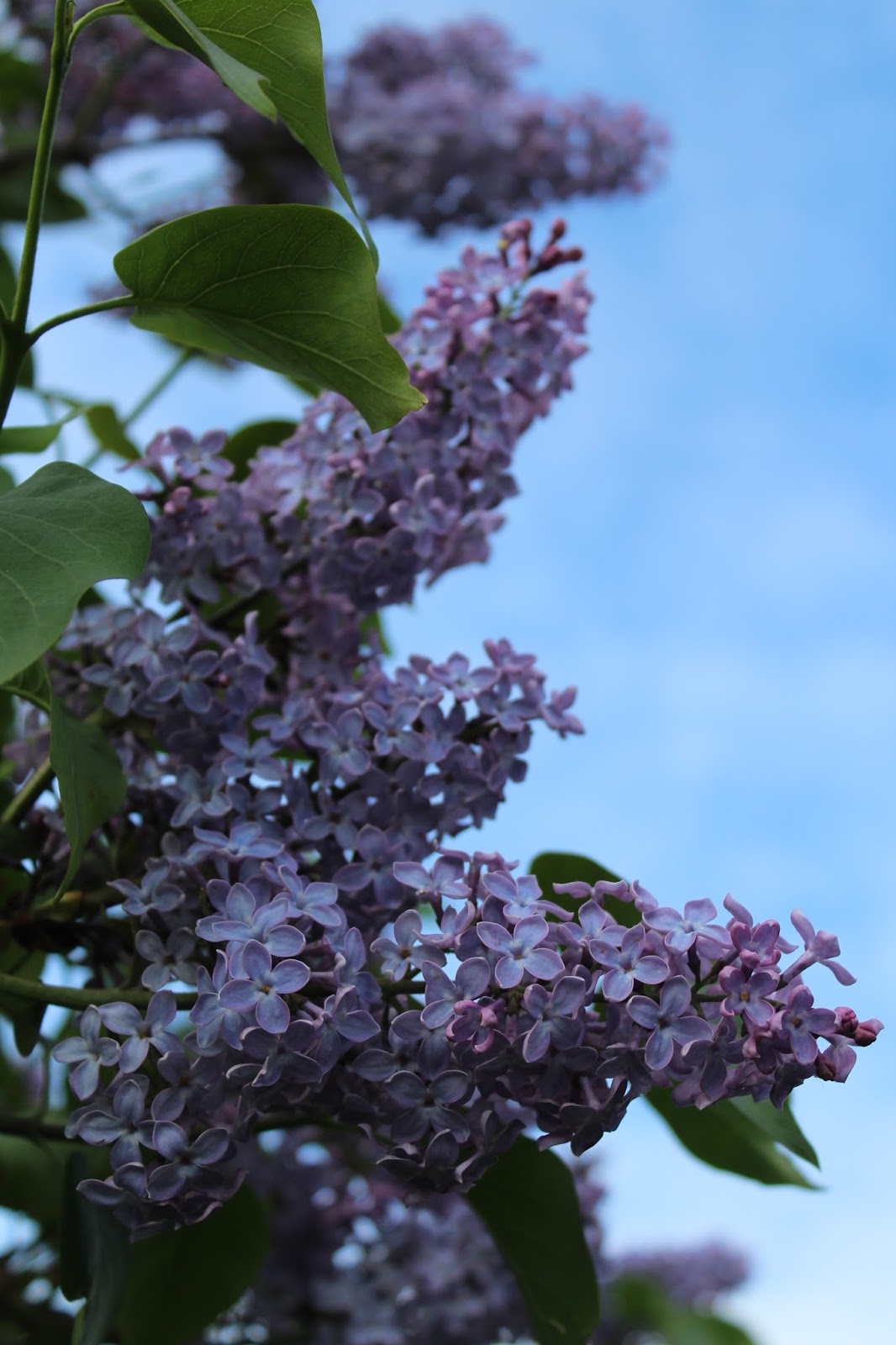 Aavangs have: Syrener