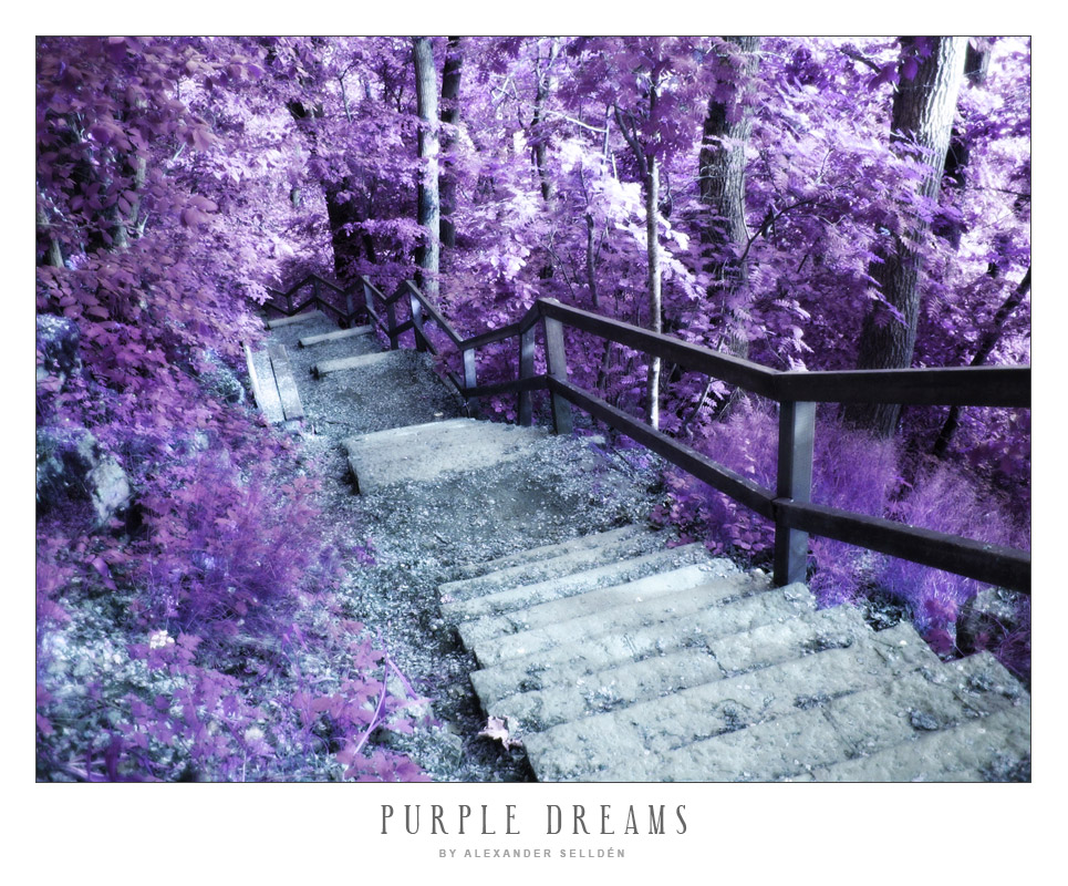 Tracey-anne's Blog: Awake in Purple Dreams