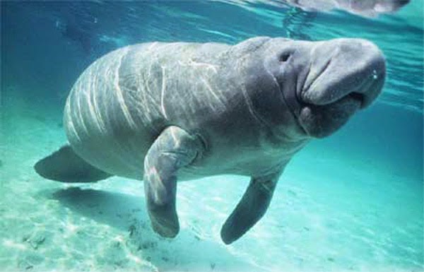 Flora Y Fauna De Colombia : Manatí Amazónico