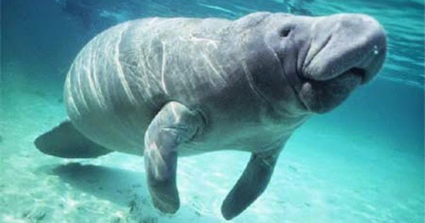 Flora Y Fauna De Colombia : Manatí Amazónico
