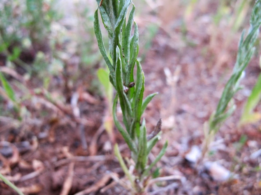FLORA NEL SALENTO e.. anche altrove: Filago germanica (L.) Huds ...