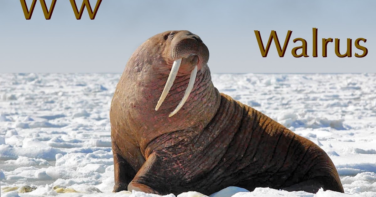 NixPages: THE WALRUS