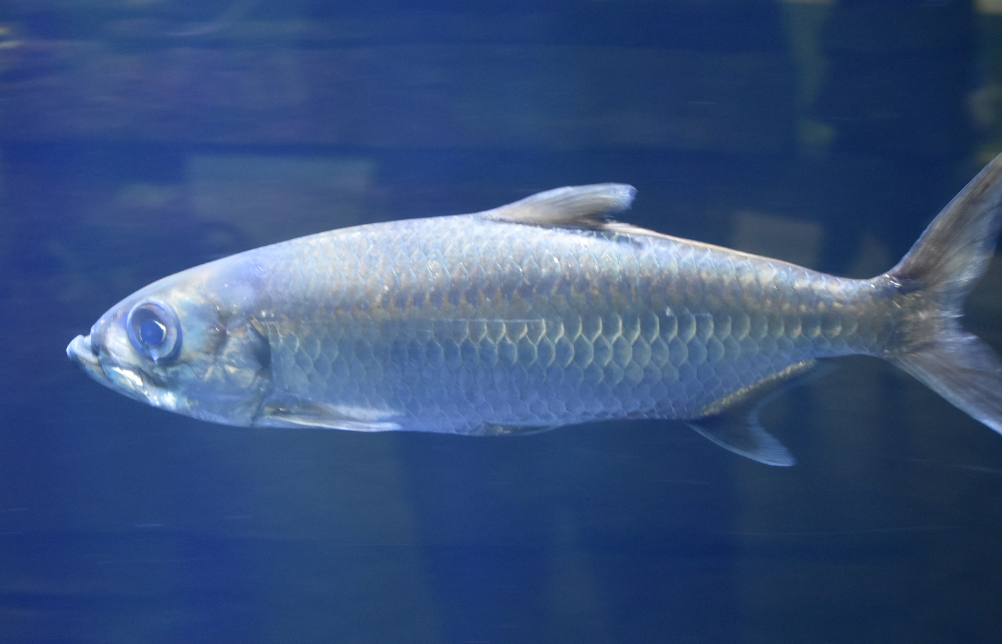 ZOOTOGRAFIANDO (6.100 ANIMALS): TARPÓN INDOPACÍFICO / INDO-PACIFIC ...