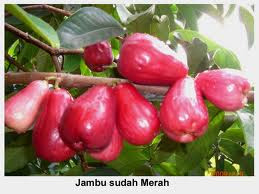 Keindahan Bunga dan Khasiat Jambu Bol | Sekar Kampoeng