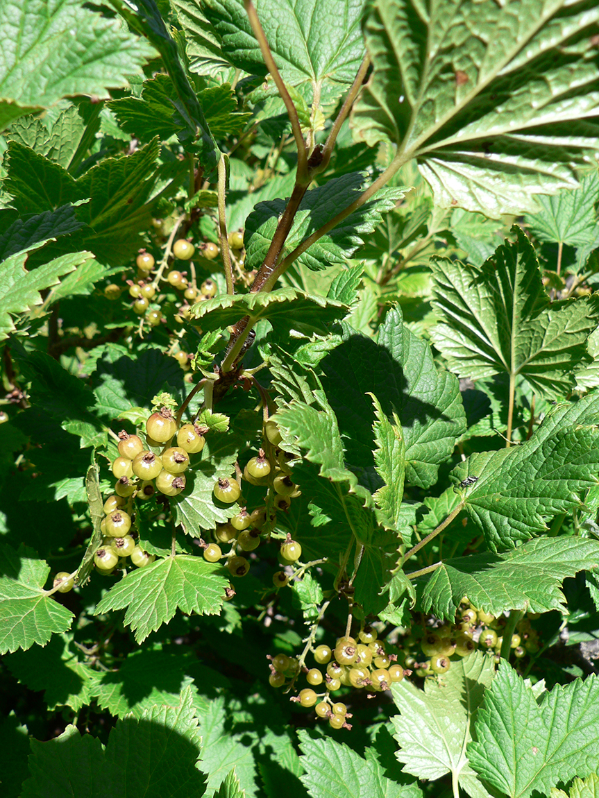 FLORA DE PIRINEOS: Ribes petraeum Wulfen. (Valle de Estós, Gorgas de Alba)