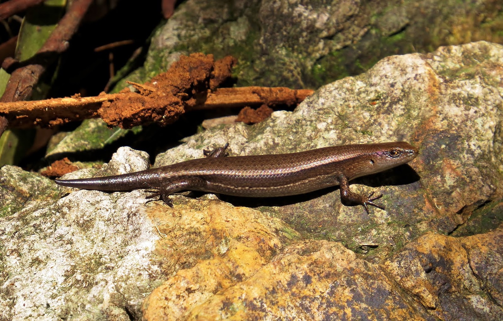 Reptiles out in force at Springbrook