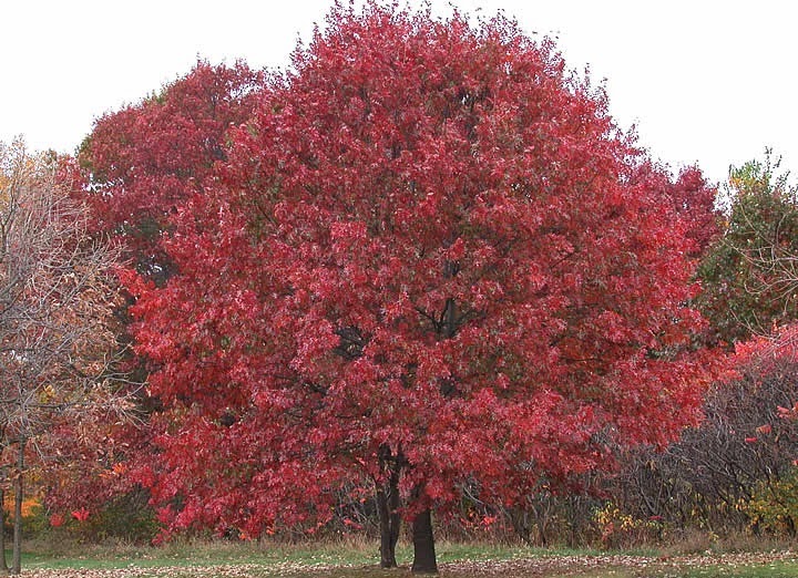 Trees Planet: Quercus rubra - Red Oak